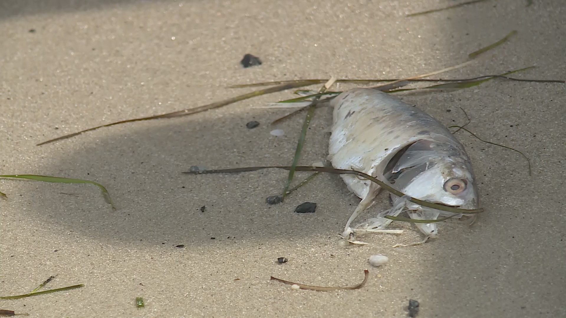 Lawmaker wants change after Eastern Shore fish spill – WAVY.com