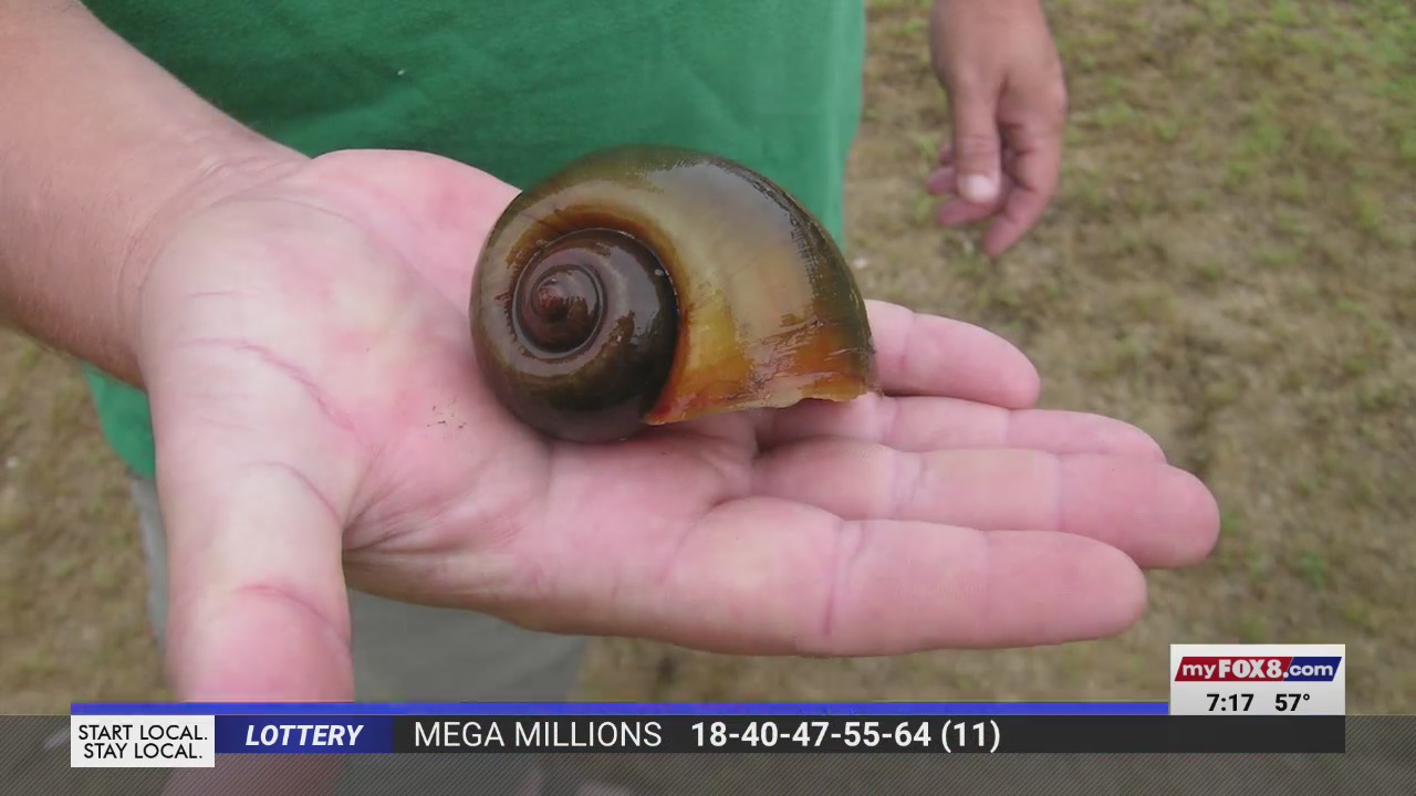 Invasive snail species found in North Carolina river – FOX8 WGHP
