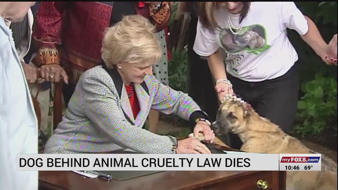 Susie, dog who survived horrific abuse, inspired tougher animal cruelty ...