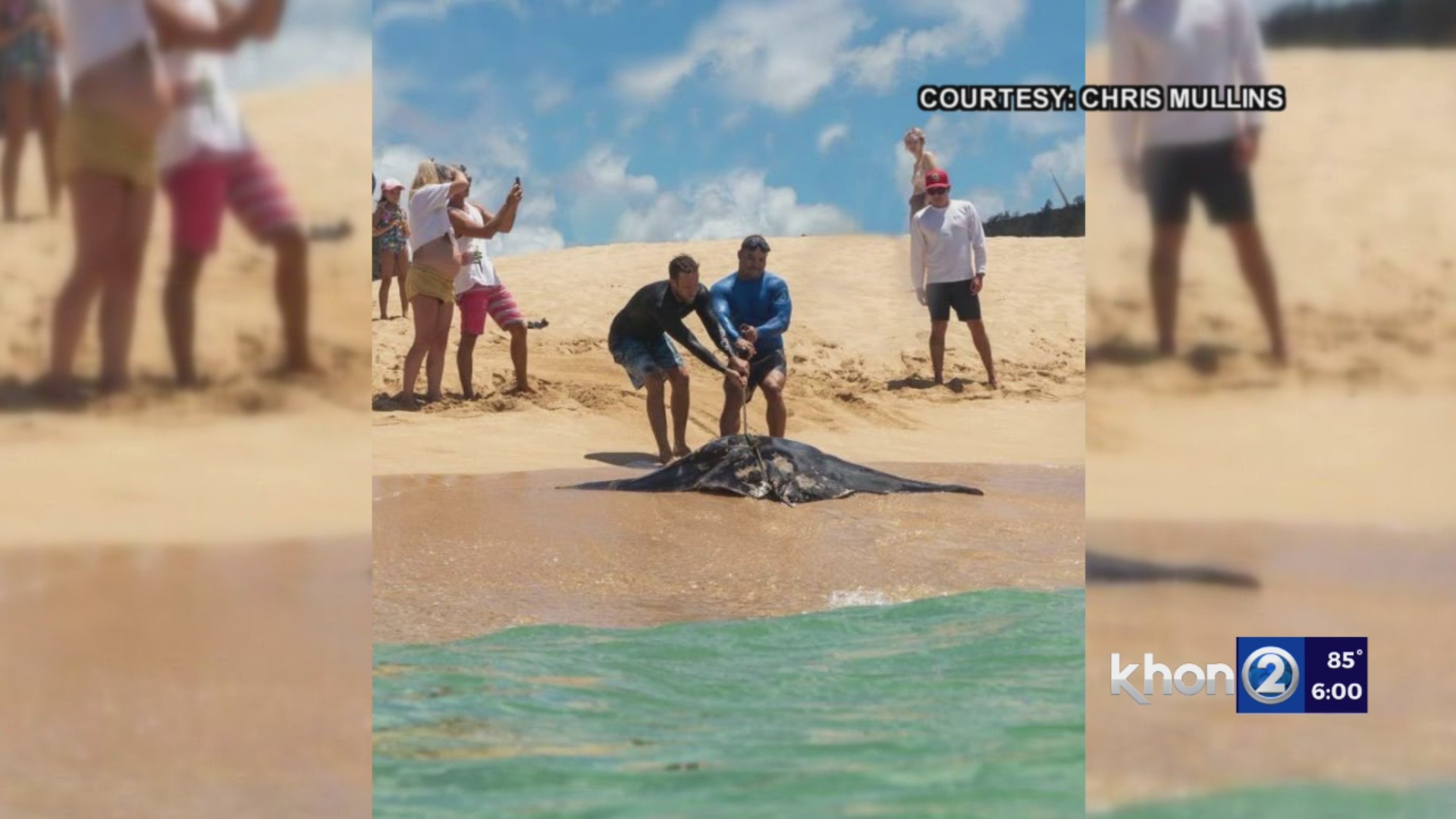 Young manta ray dies after apparent anchor line entanglement – KHON2
