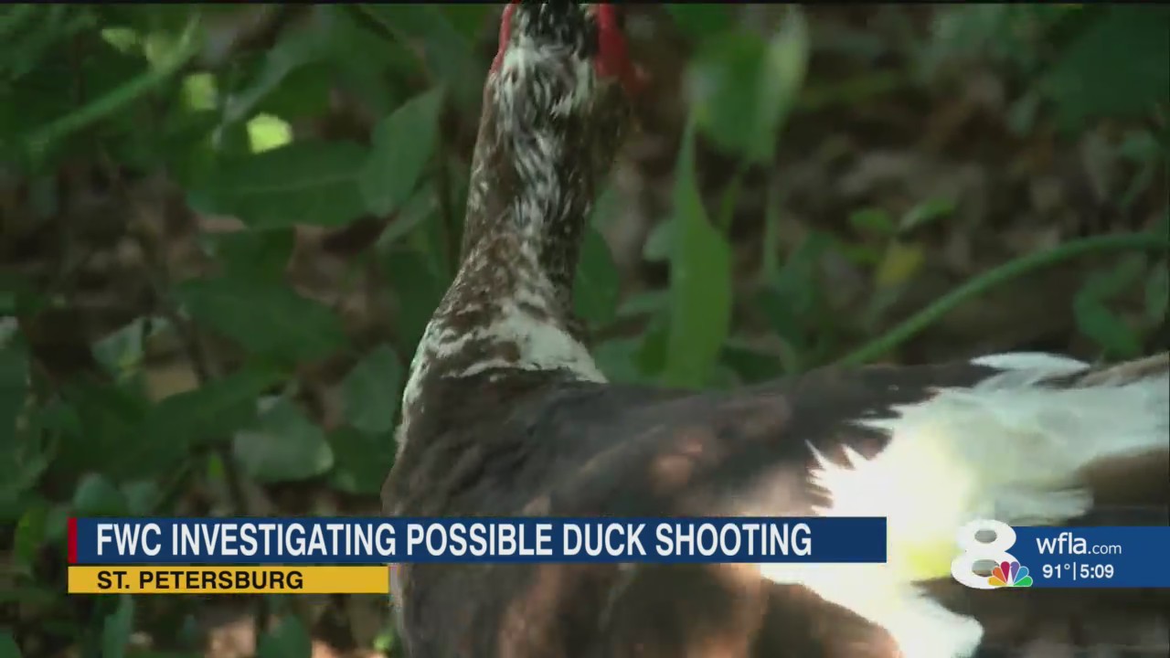 Duck dispute: Woman sees neighbor shoot and kill duck – WFLA