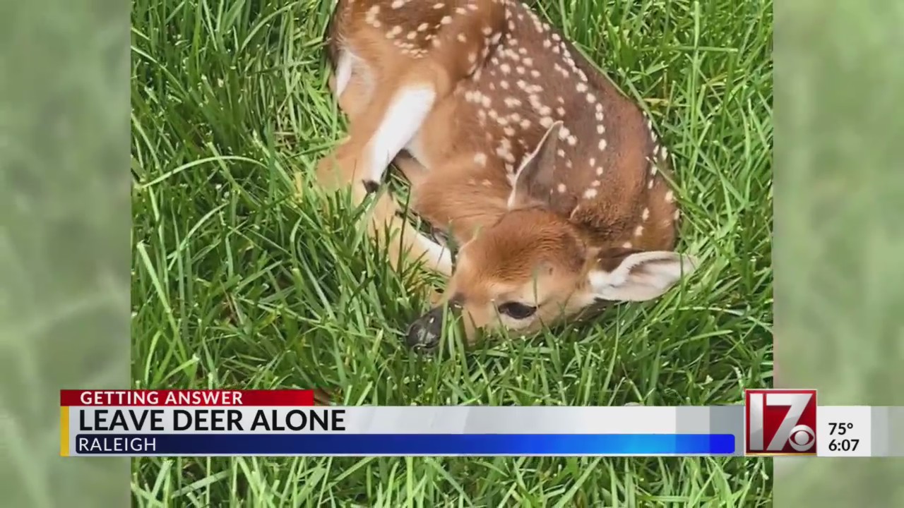 Fawns left alone are no cause for concern, biologists say – CBS17.com