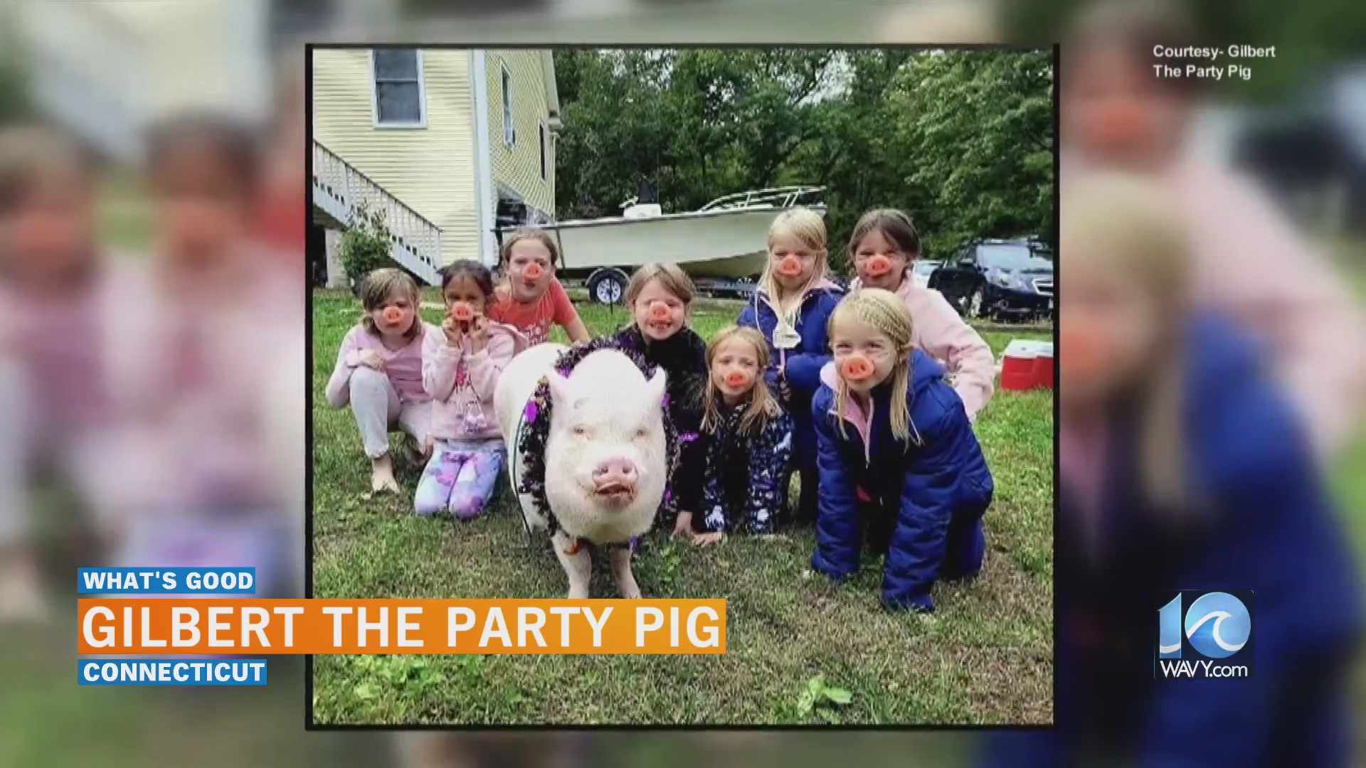 Gilbert the Party Pig – WAVY.com