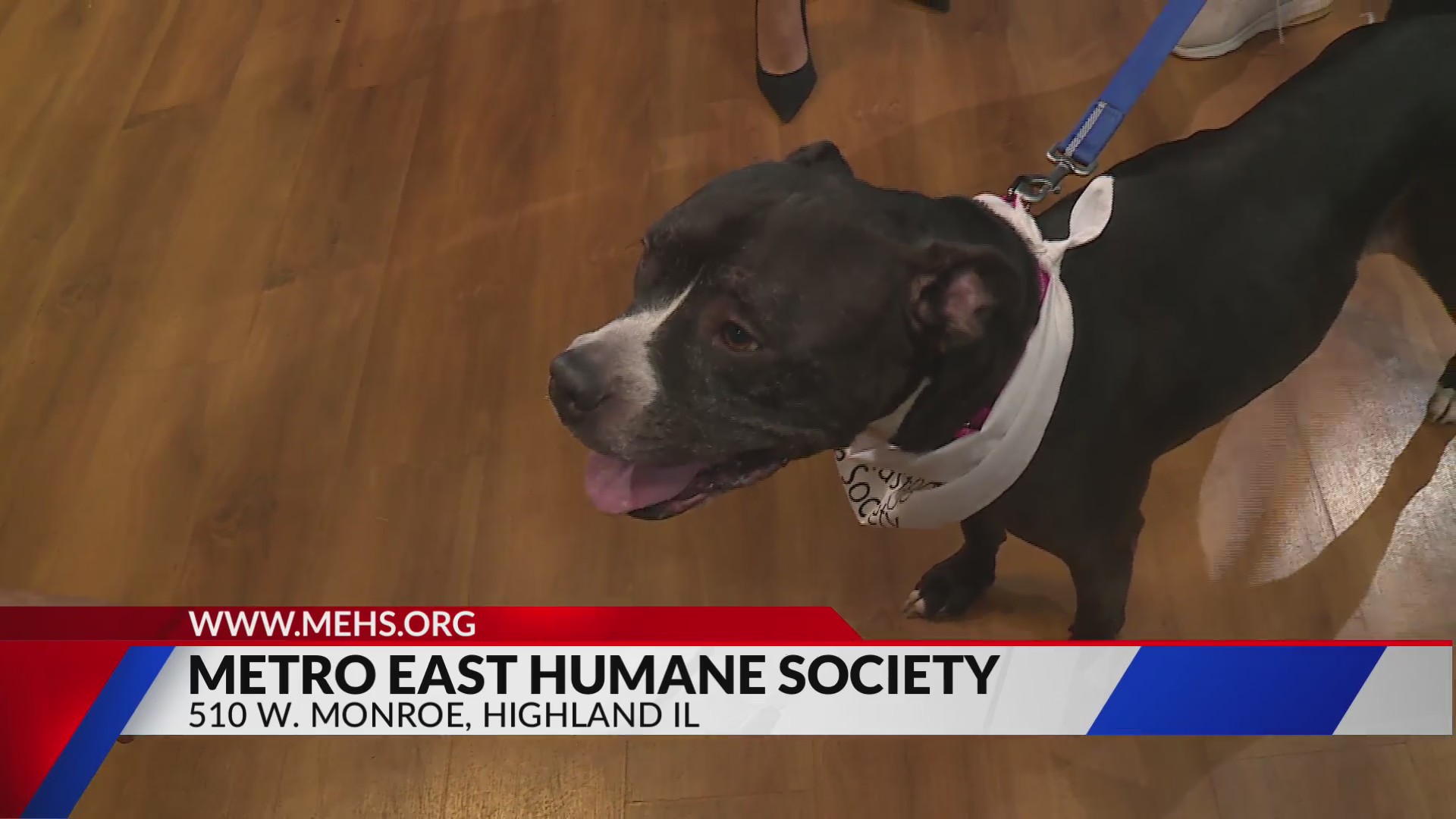 Pet of The Week: Farley – FOX 2