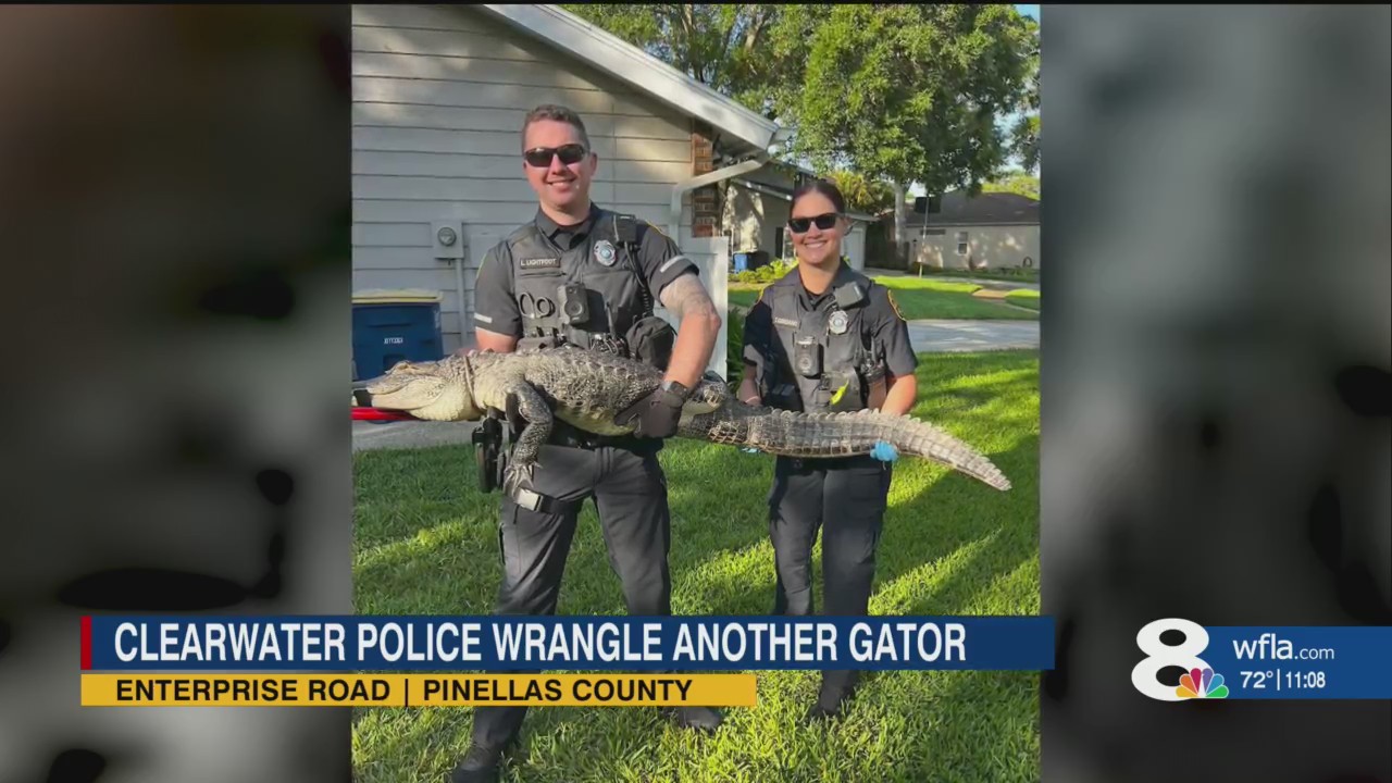 Clearwater police wrangle another gator – WFLA