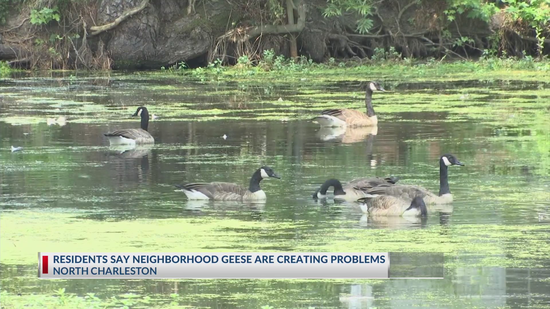 Gaggles of 40+ geese cause problems in North Charleston neighborhood ...