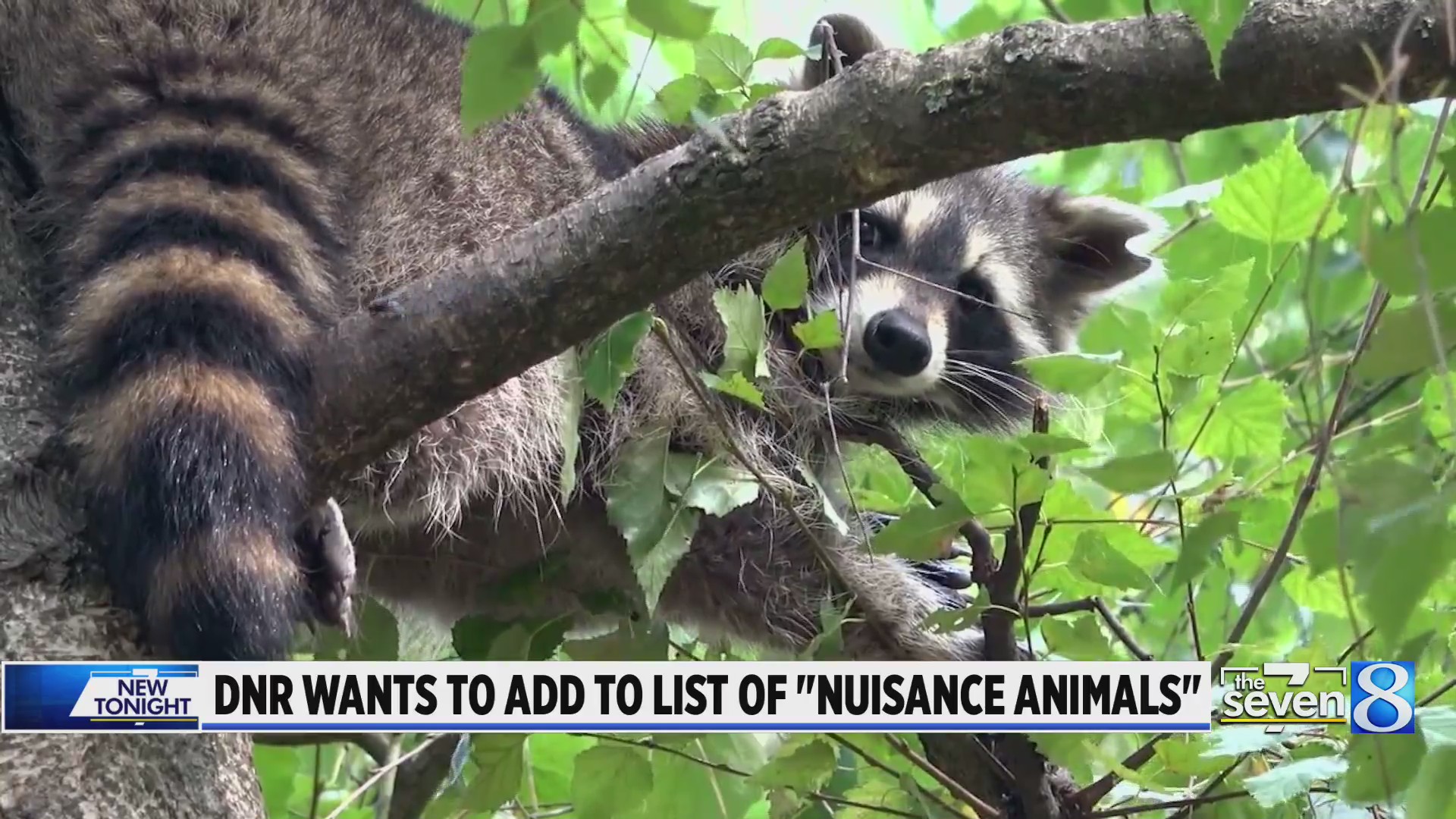 Michigan DNR may expand list of ‘nuisance’ animals – WLNS 6 News