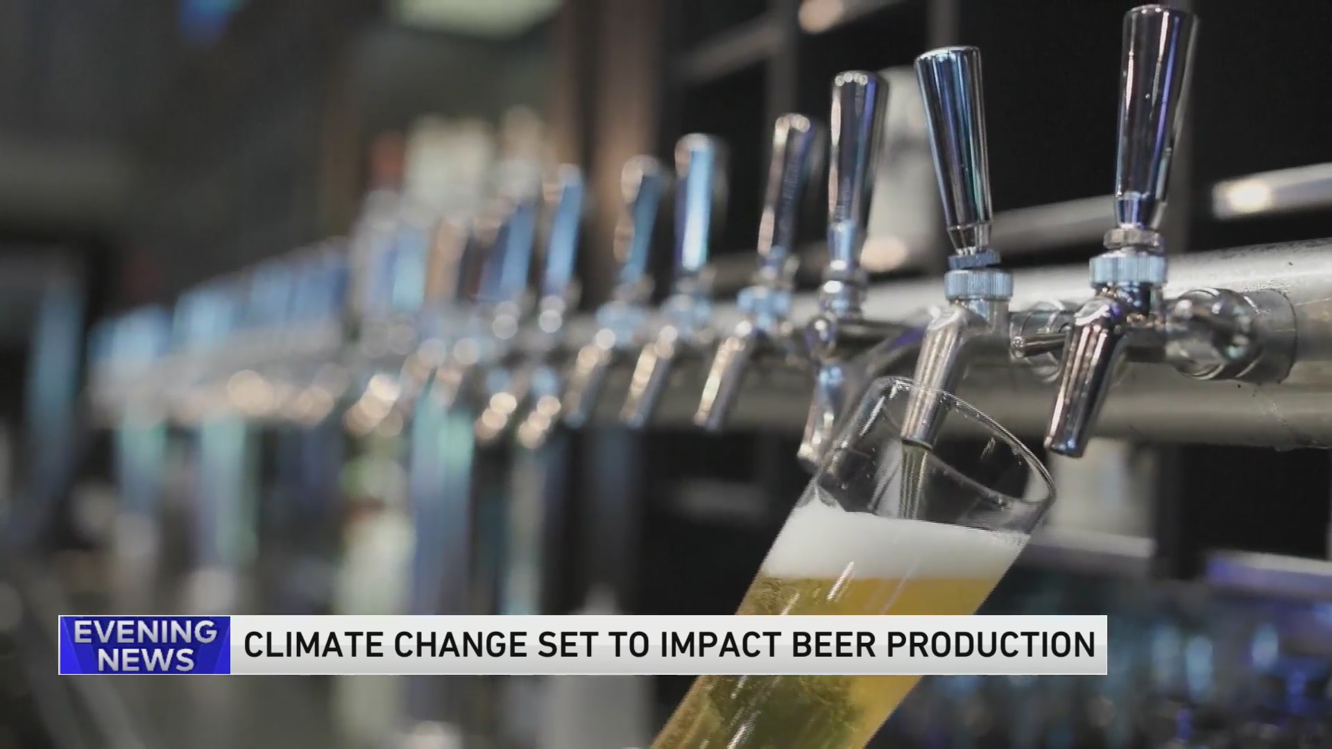 How researchers, farmers and brewers want to safeguard beer against ...