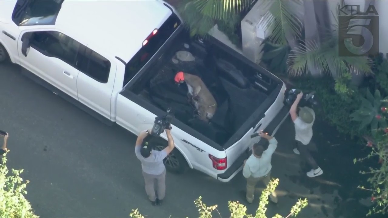 Mountain lion roaming Brentwood for hours finally captured – KTLA