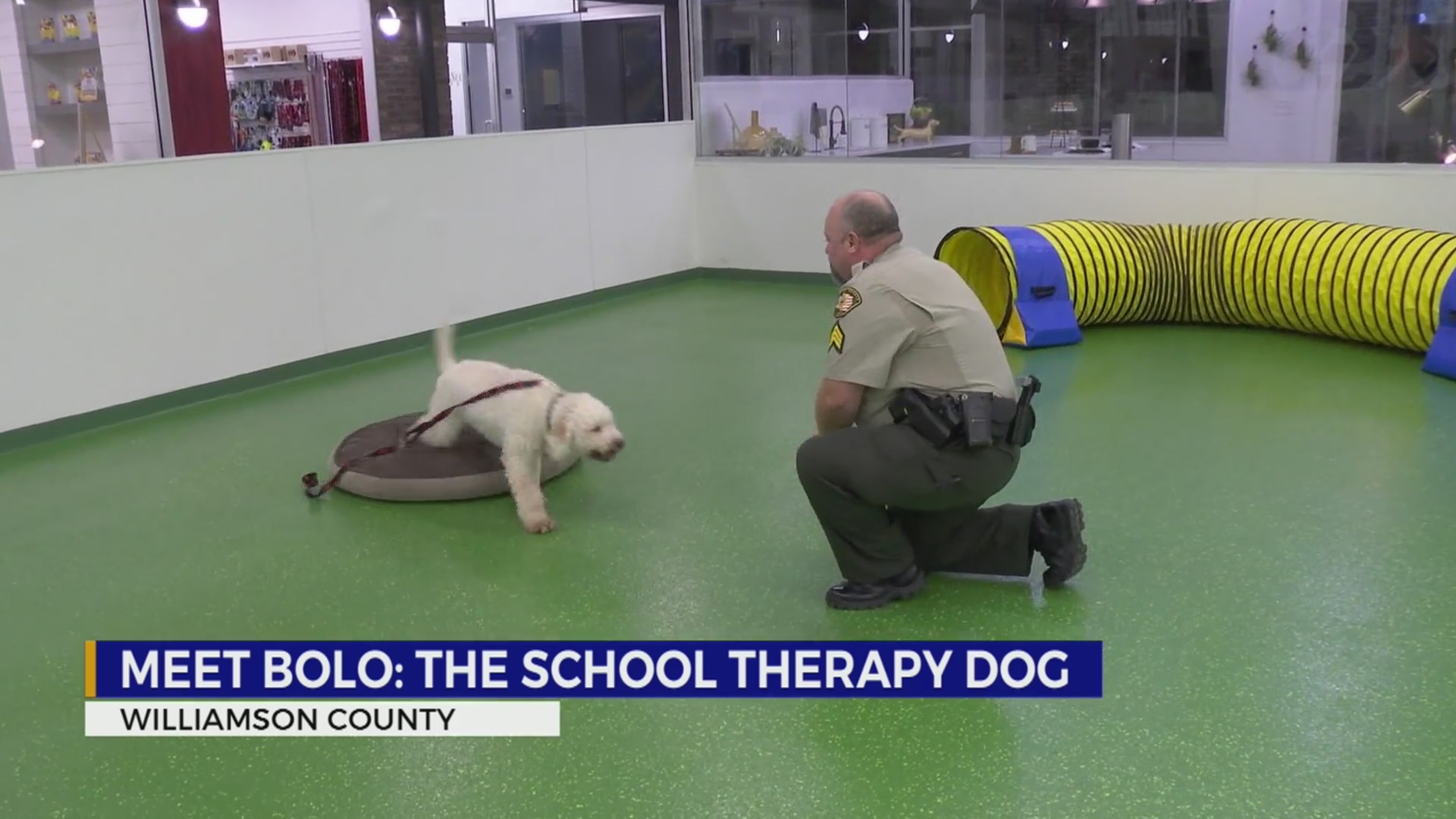 Meet Bolo: Williamson County Schools gets therapy dog – WKRN News 2