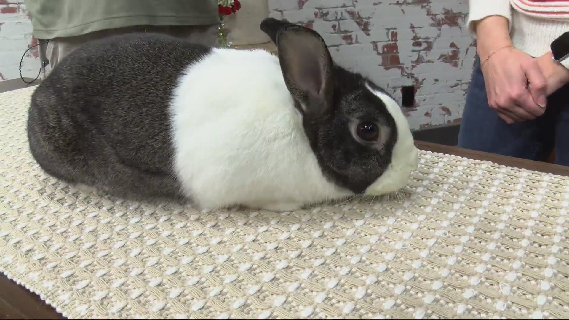 Scovill Zoo | Meet Rabbit Thor | ciLiving – WCIA.com