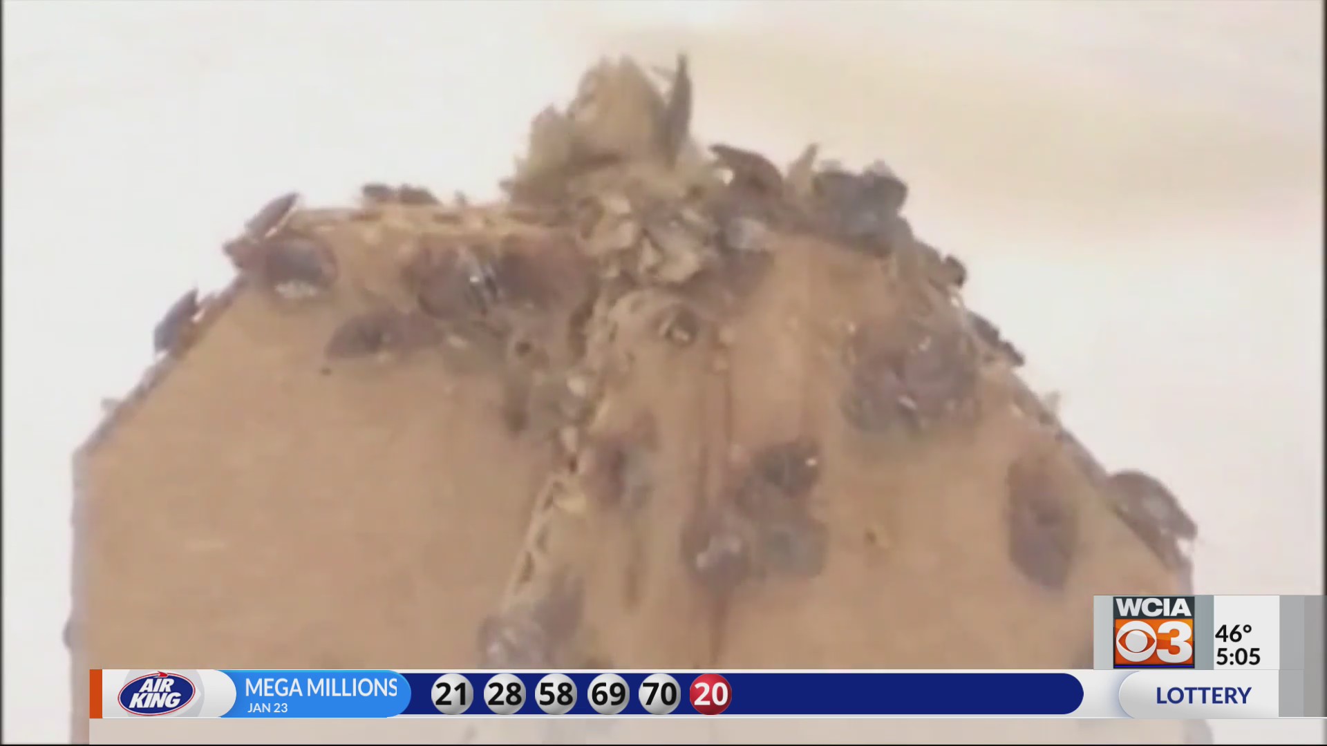 Champaign, Chicago among 10 most bed bug-ridden cities: Orkin – WCIA.com