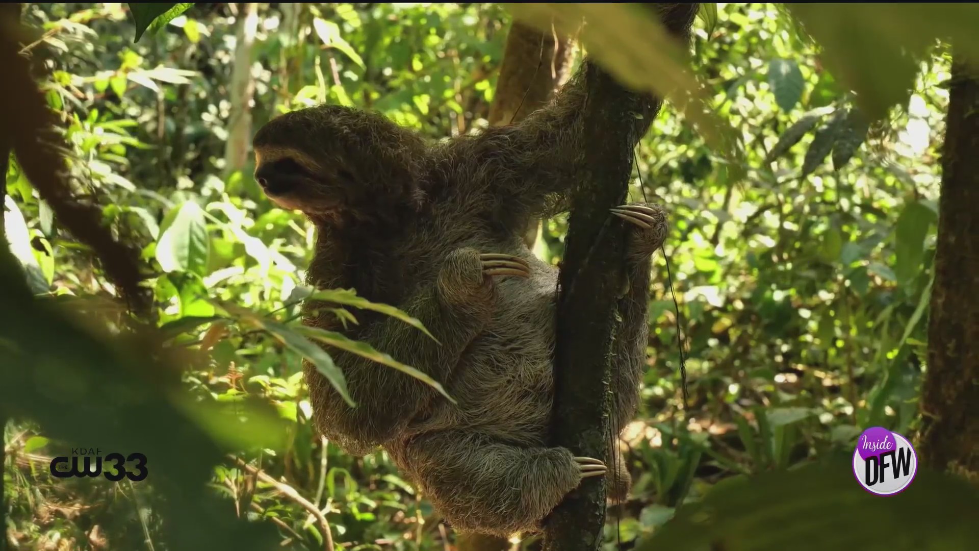 Hang with Sloths at this Flower Mound pet supply store – CW33 Dallas / Ft. Worth