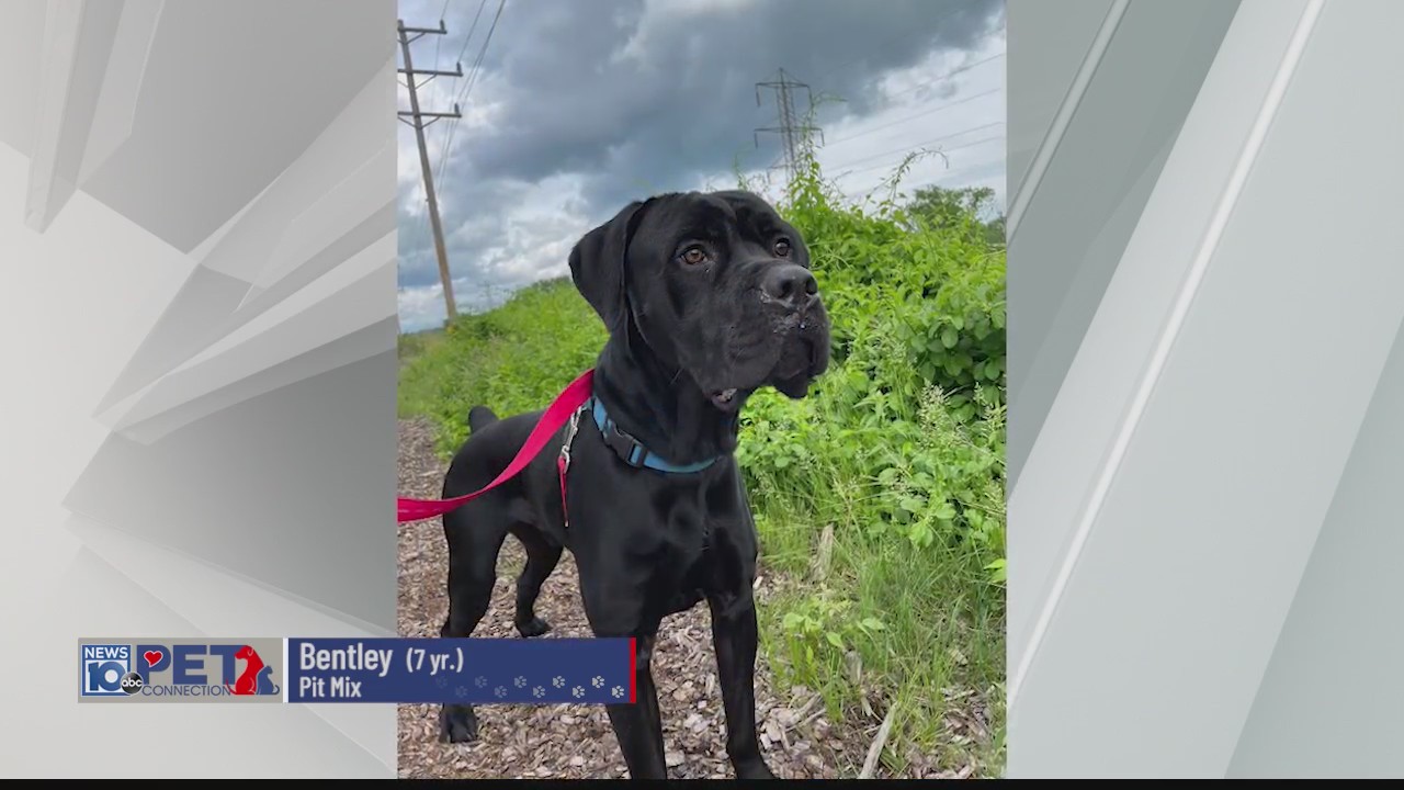 Bentley – NEWS10 ABC