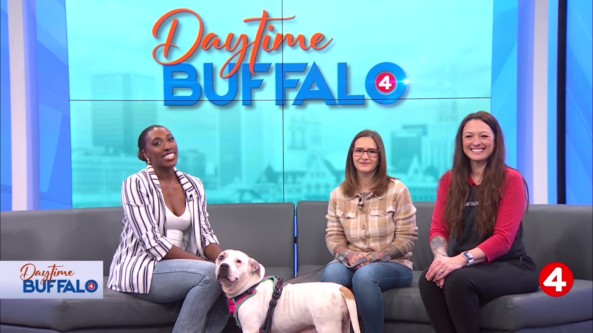 Daytime Buffalo: Adopt Blanche from Buddy’s Second Chance Rescue! – News 4 Buffalo