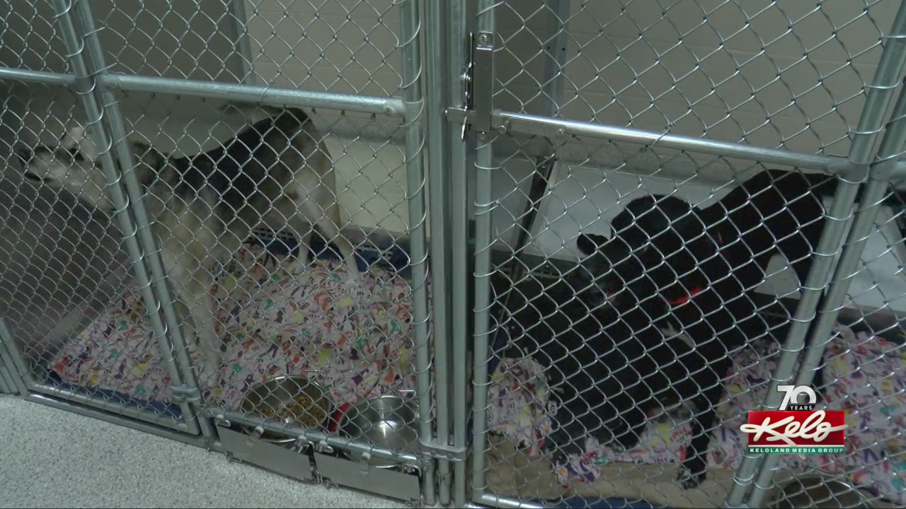 Pickles for Paws Pet Food Drive – KELOLAND.com