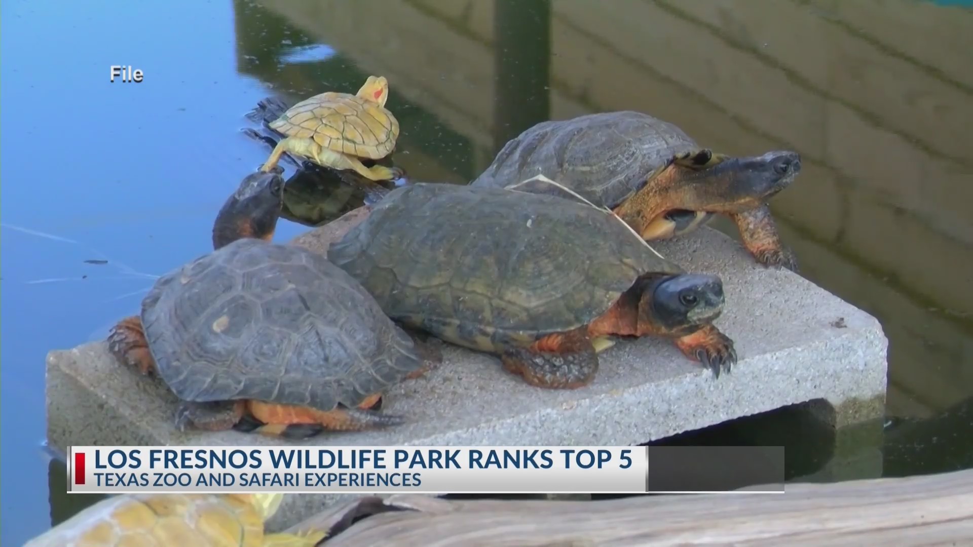 Fragile Planet Wildlife Park – KVEO-TV
