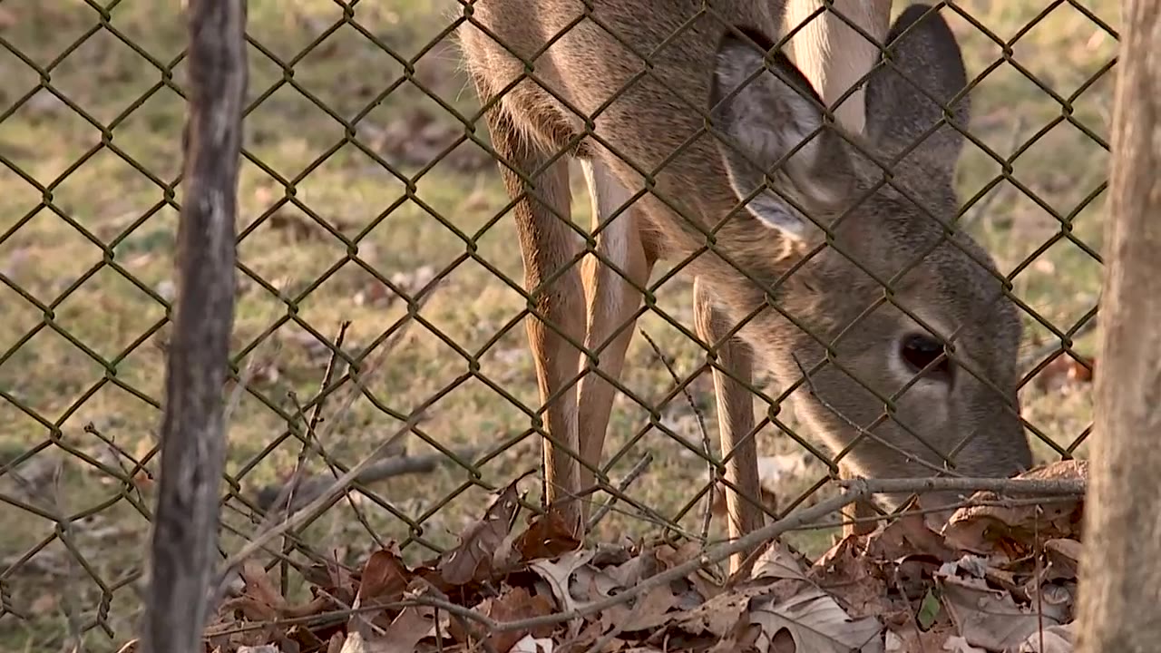 Special unit takes aim at deer population in Parma Heights parks – Fox ...