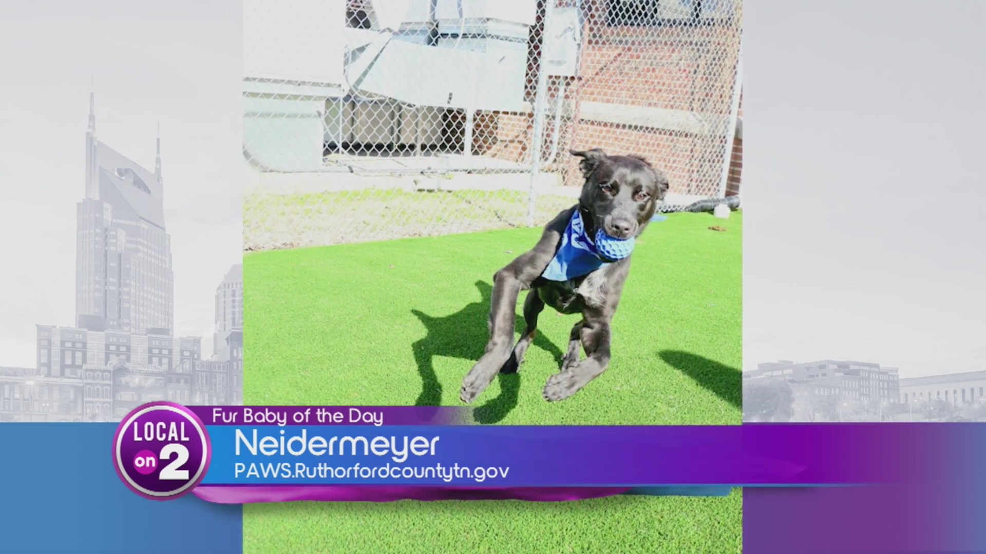Fur Baby of the Day: Neidermeyer! – WKRN News 2