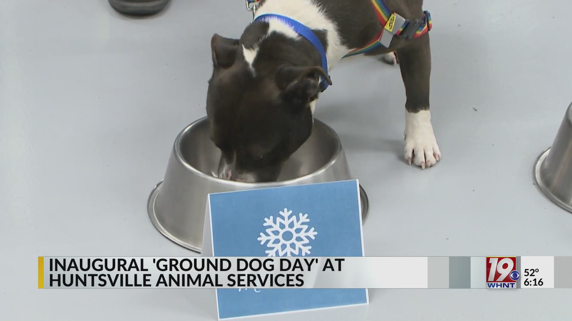 HAS Hosts First Ever Ground Dog Day – WHNT.com