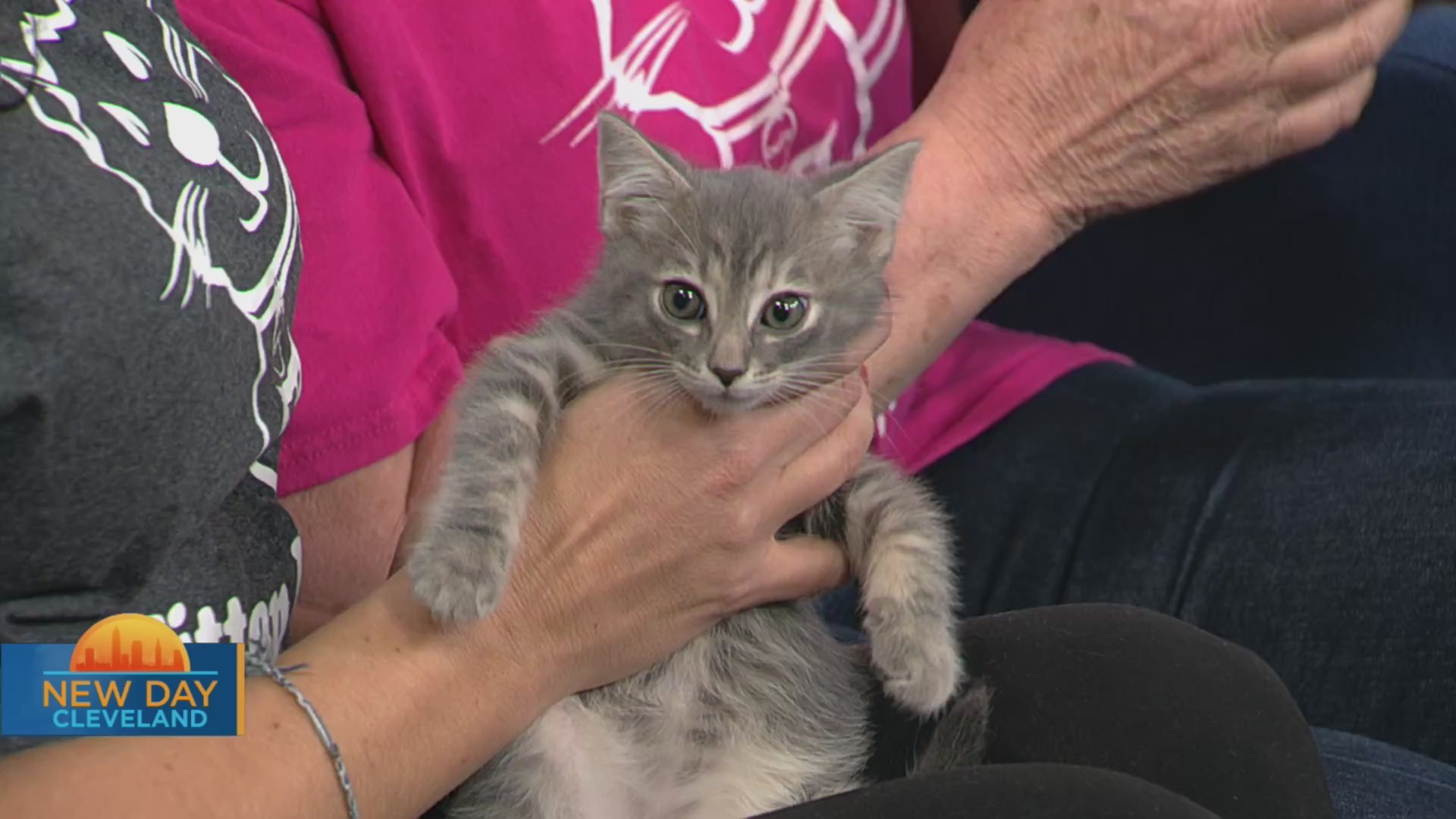 New Day Cleveland: Kitten Krazy – Fox 8 Cleveland WJW