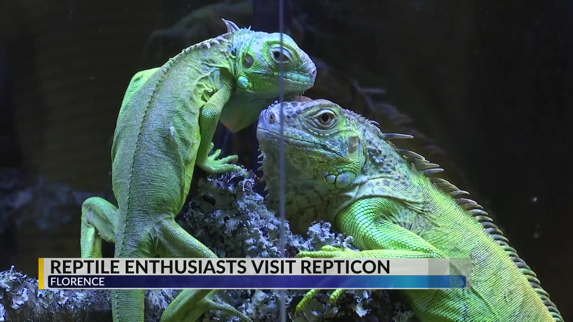 Repticon brings hundreds of scaly creatures to Florence Center – WBTW
