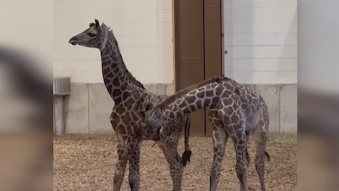 Young Seneca Park Zoo Giraffe PJ dies suddenly – RochesterFirst