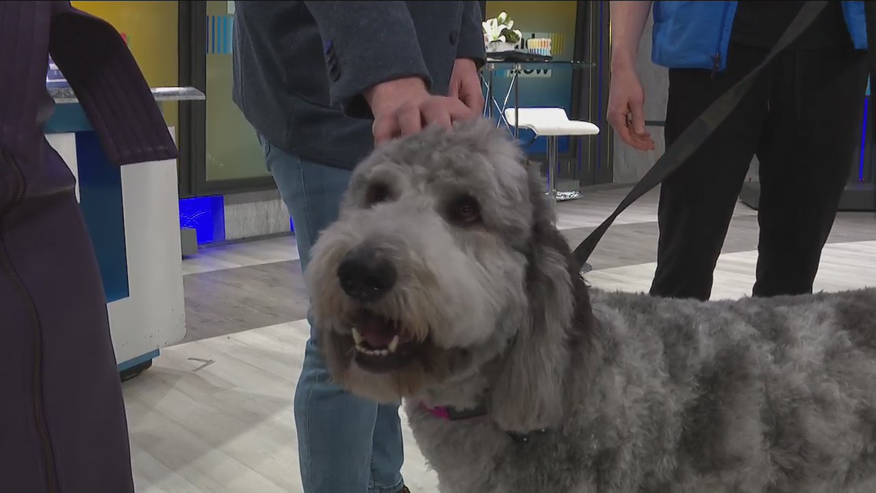 King Lou Pets – 2/29/24 – Fox 59