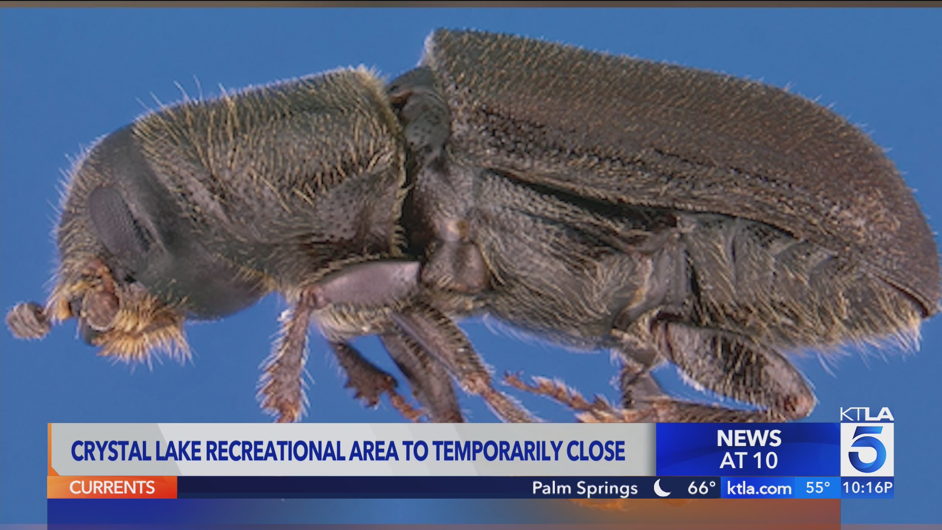 Crystal Lake recreational area to temporarily close due to beetle ...