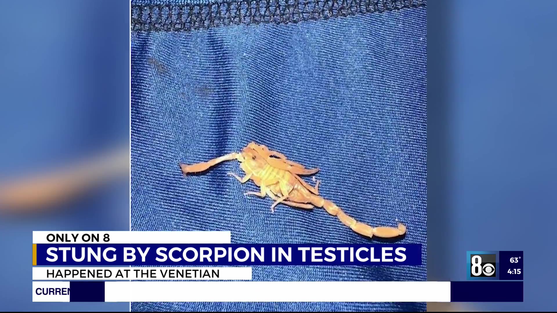 Man stung in testicles by scorpion while sleeping at Las Vegas Strip ...