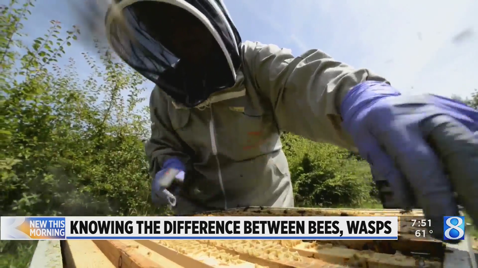 Key to saving bees? Knowing the difference between bees, wasps – WOODTV.com