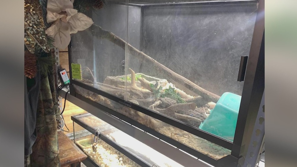 18 frozen puppies used to feed pet snakes found in Columbia County home ...