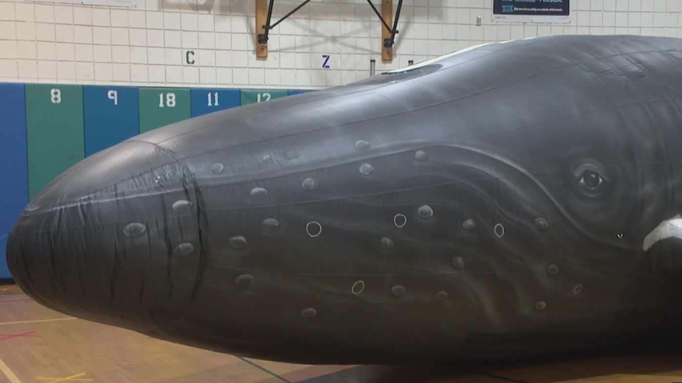 Rochester students explore inside giant whale – RochesterFirst