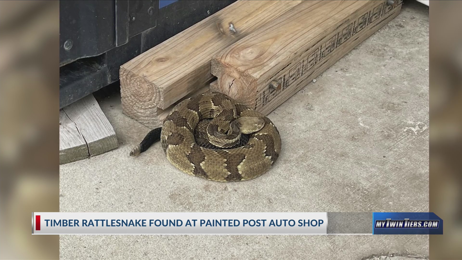 Venomous rattlesnake found in Painted Post – WETM – MyTwinTiers.com