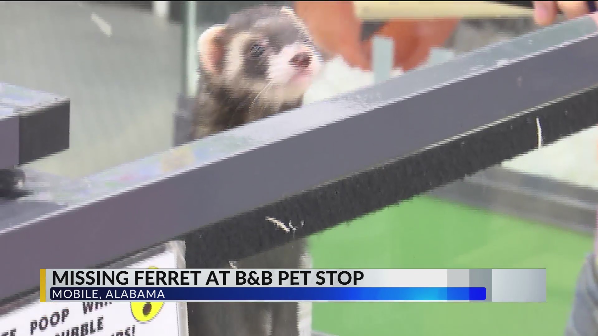 Mystery of a Missing Mobile Ferret – WKRG News 5