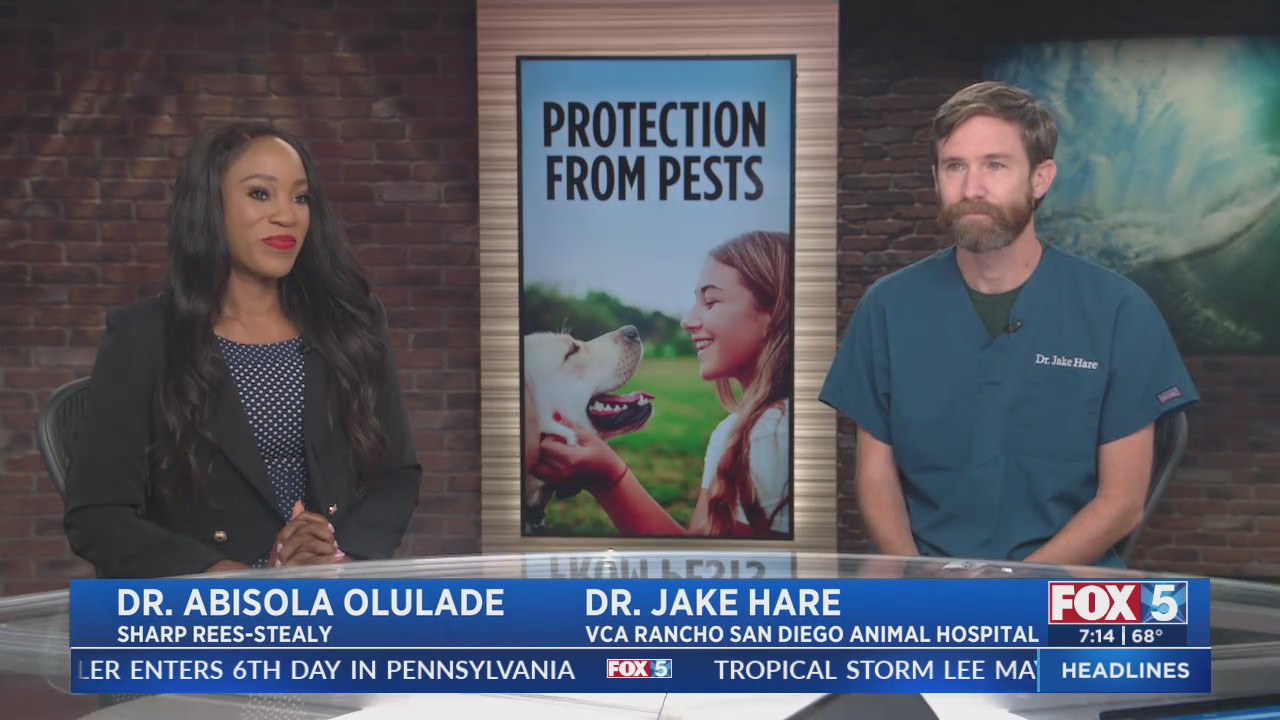 How To Deal With Fleas and Mosquitoes – FOX 5 San Diego & KUSI News