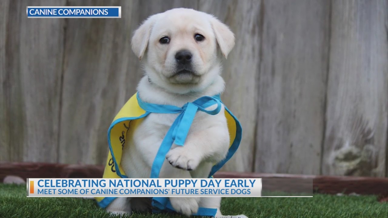Celebrating National Puppy Day early – NBC4 WCMH-TV