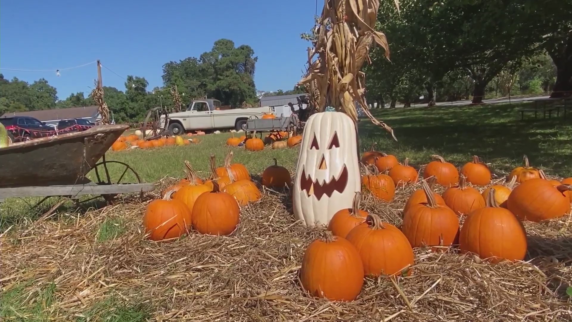 How to pick your pumpkin… and when to carve it – WCBD News 2