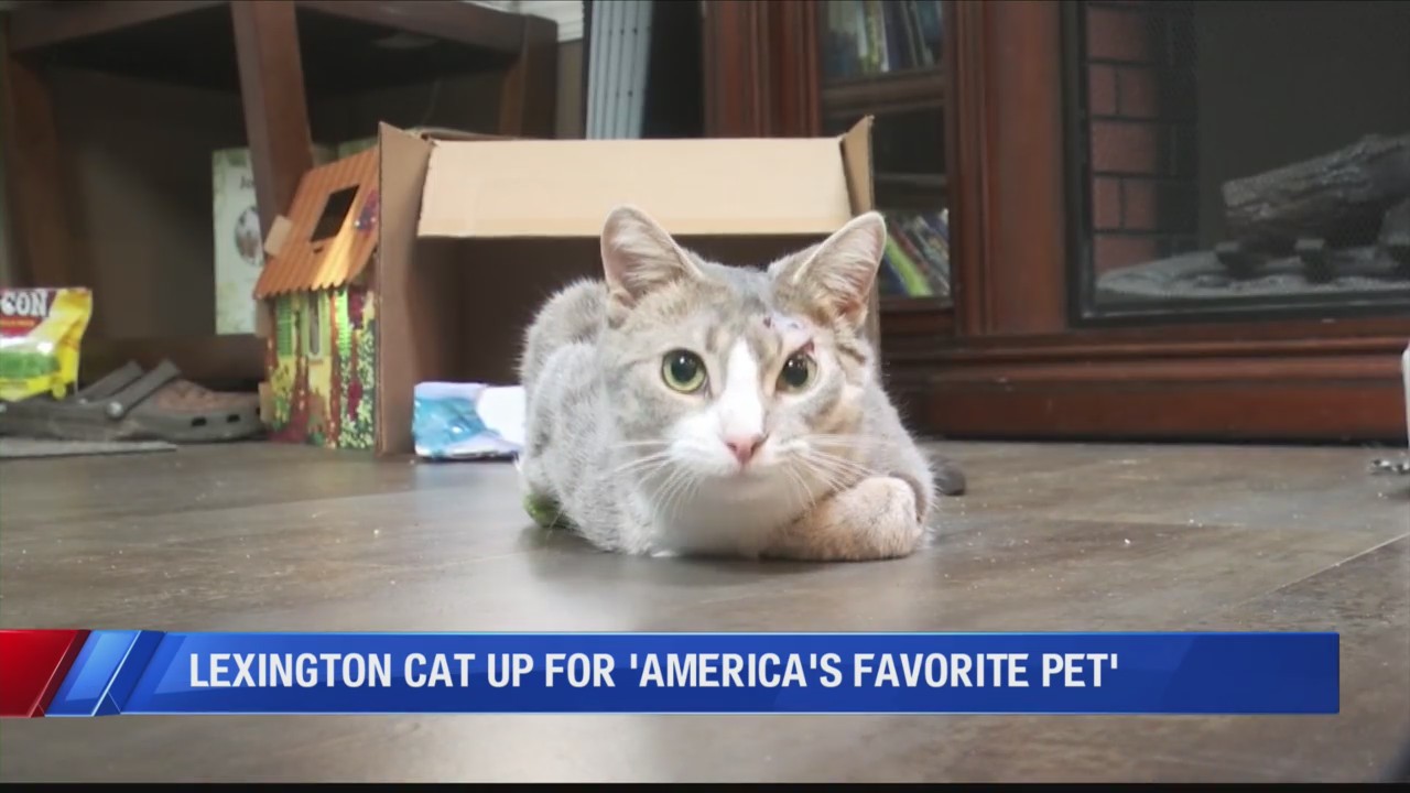 Lexington cat in semi-finals for “America’s Favorite Pet” – WFXRtv