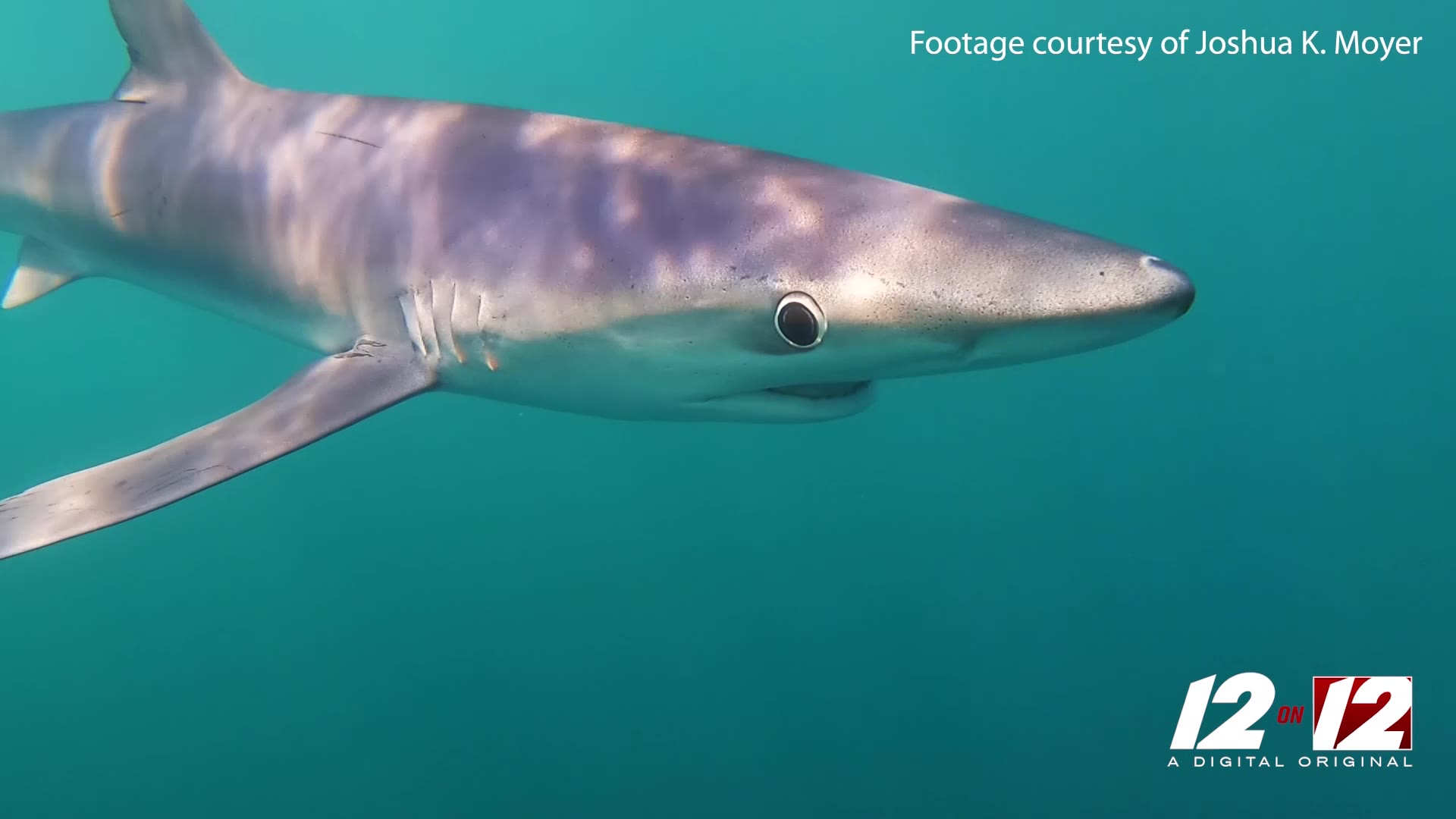 Sharks: Inside the Belly of the Beast – WPRI.com