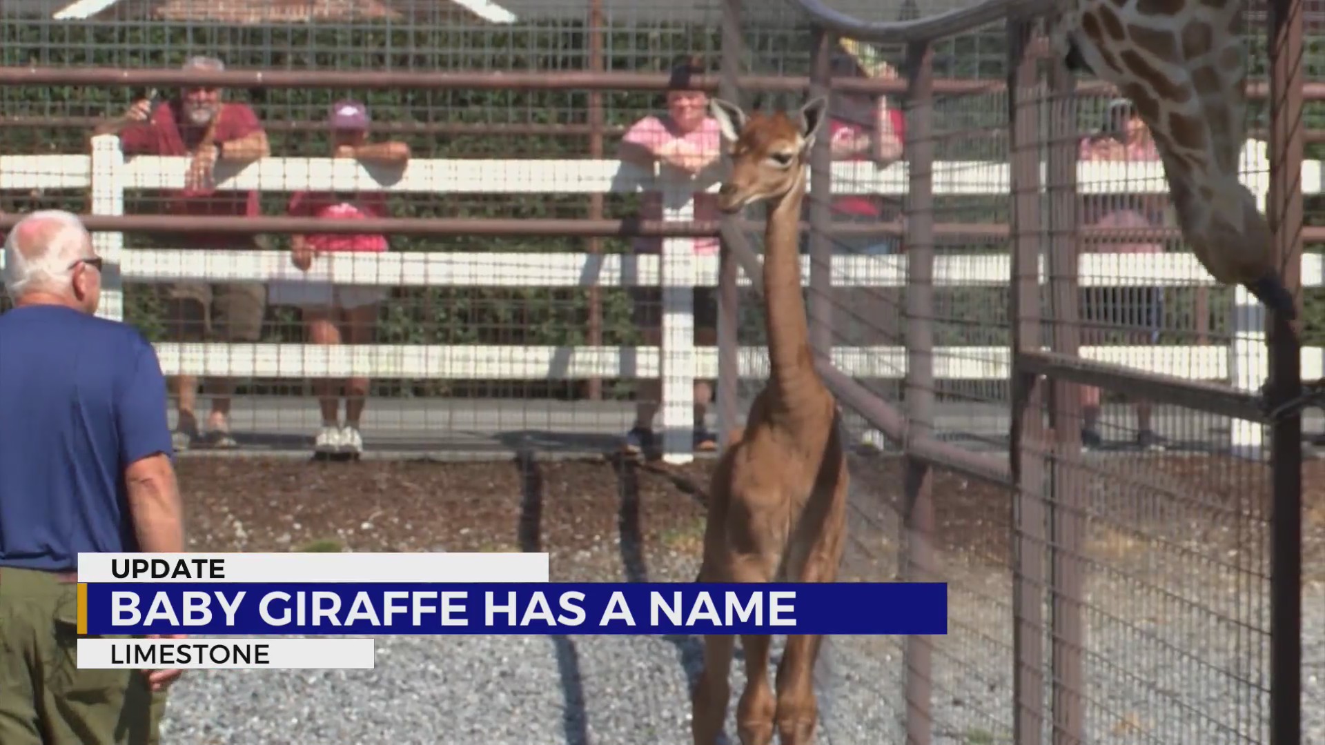 Newly-named spotless giraffe ‘Kipekee’ draws massive crowds – WJHL ...