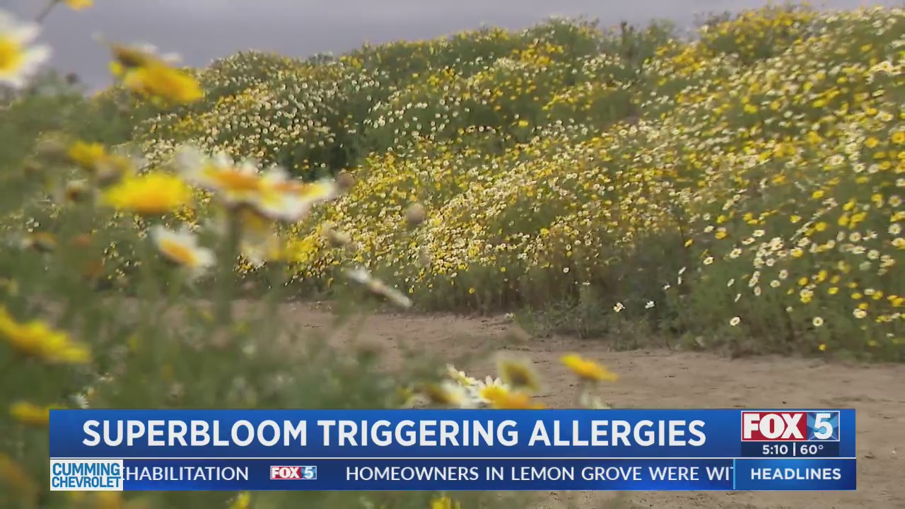 Superbloom Triggering Allergies – FOX 5 San Diego & KUSI News