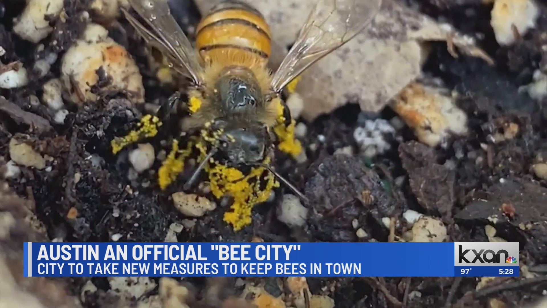 Austin officially a “bee city,” now here’s what they’re doing about it ...