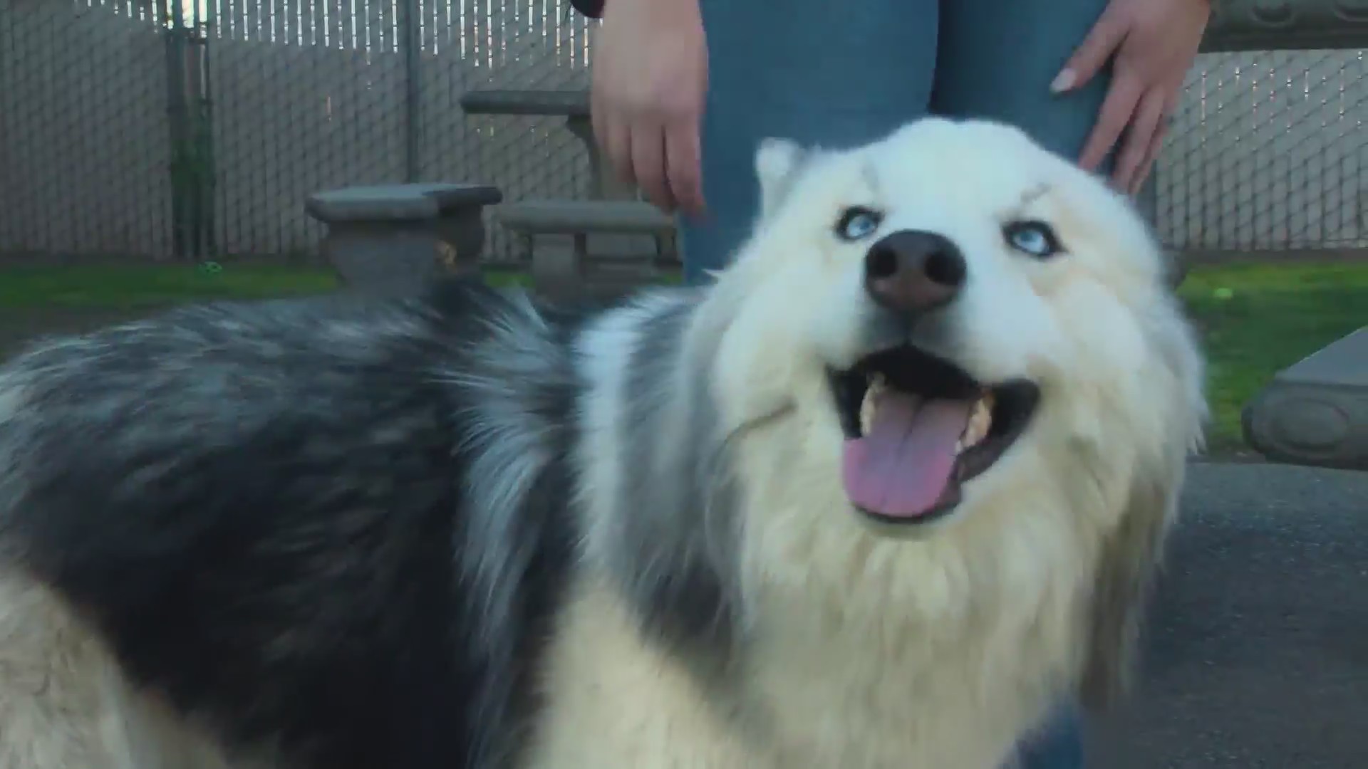 ‘Wants to be loved’: Husky shot in Fresno ready for adoption – CBS47 ...