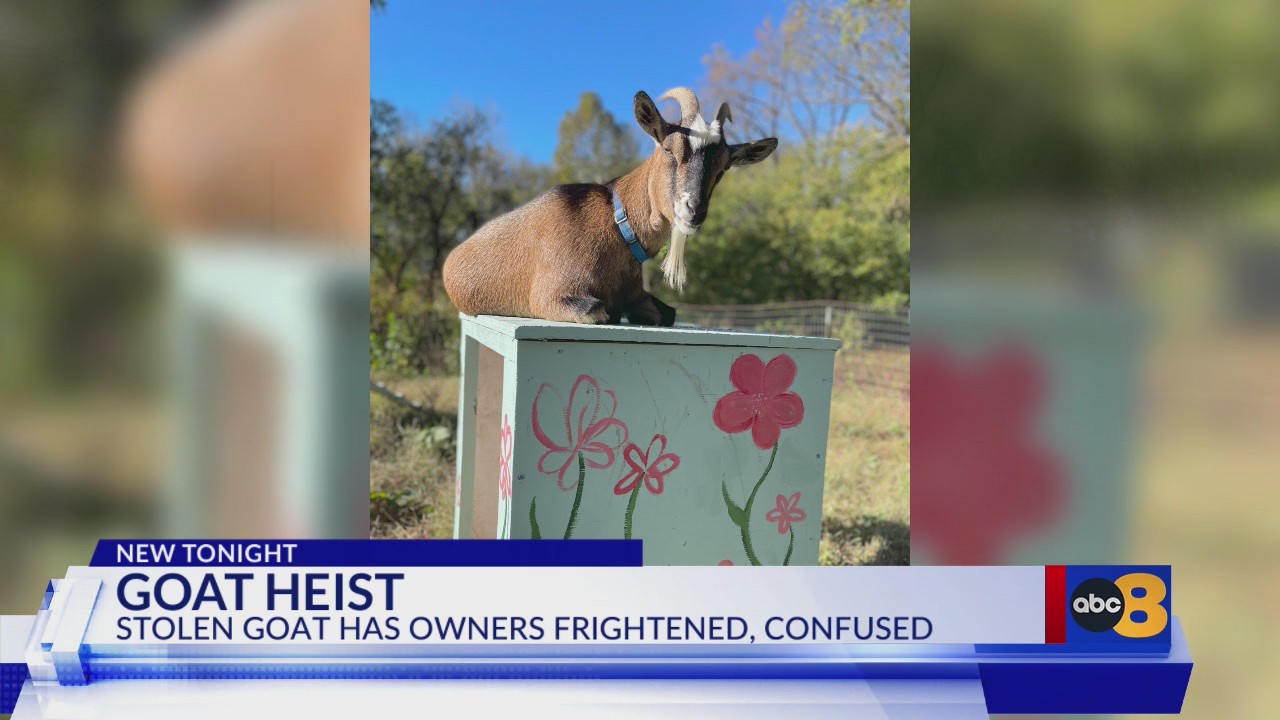 $500 reward offered for goat missing from Gillies Creek Park in Richmond – WRIC ABC 8News