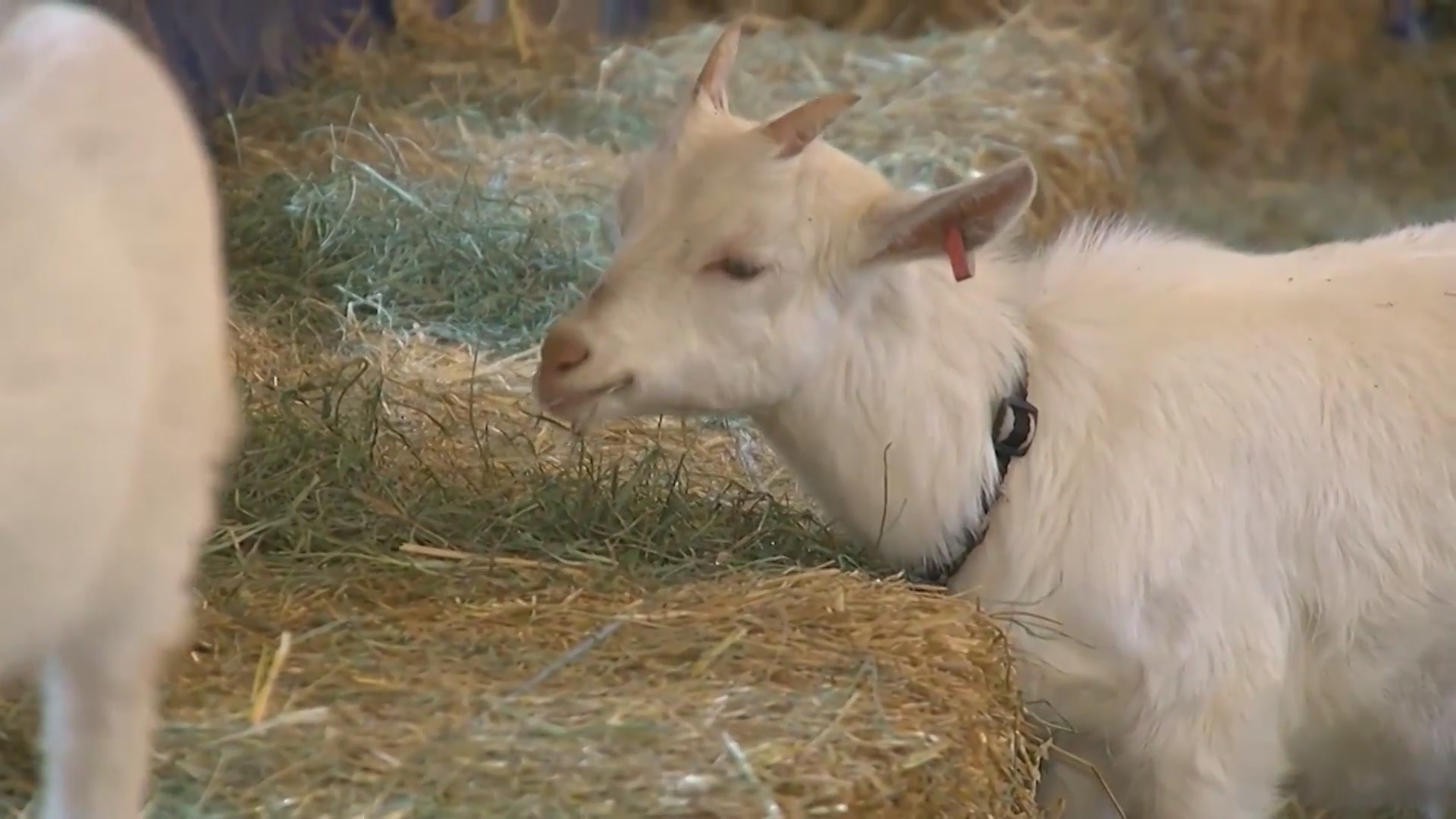 Havelock High getting two dwarf goats after ordinance approved – WNCT