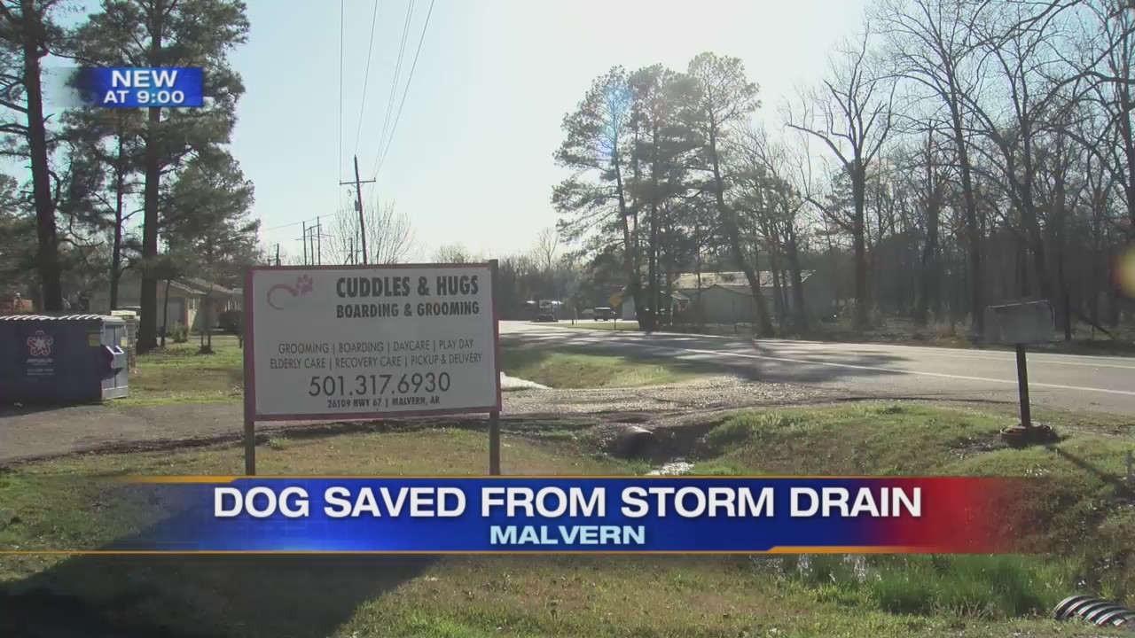 Dog saved from storm drain in Malvern after group effort – KLRT – FOX16.com
