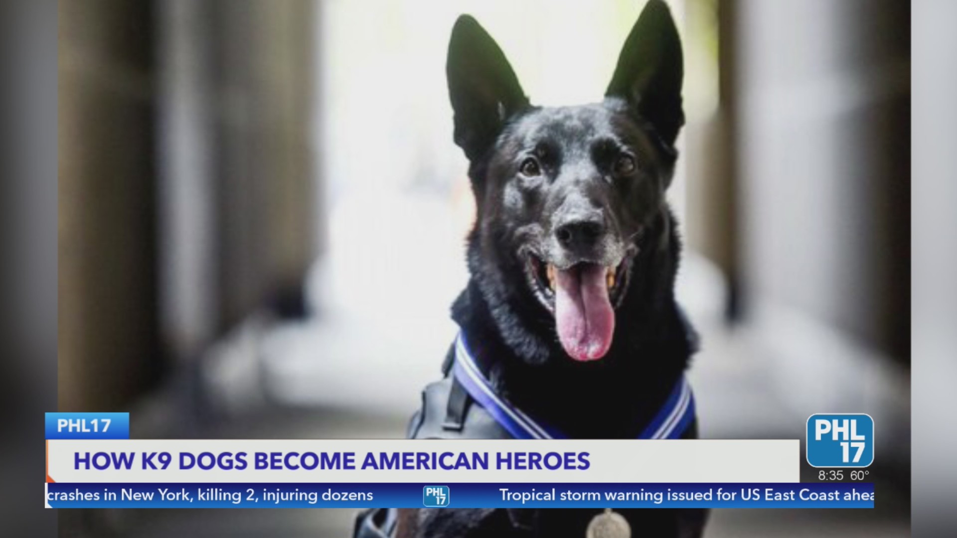 American Hero: How K9 Hurricane became the most awarded dog in U.S ...