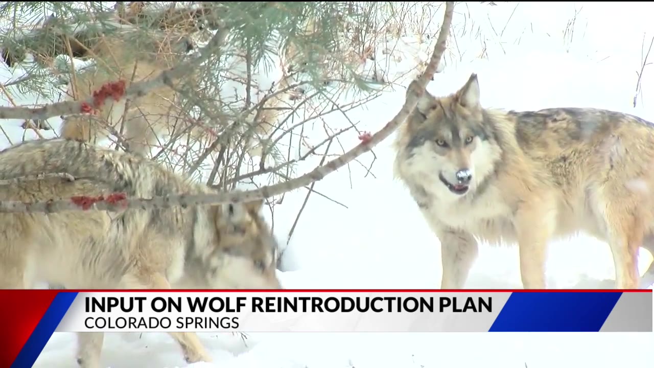 CPW wants input on Colorado’s wolf reintroduction plan – FOX21 News ...