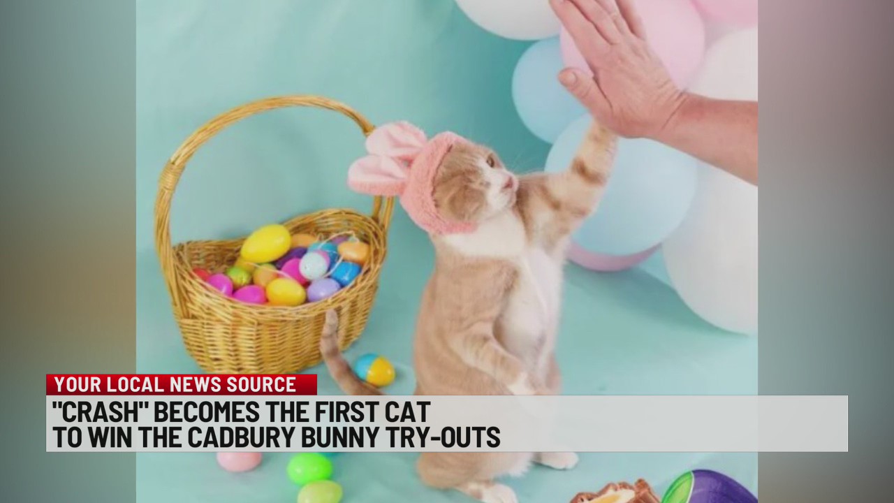 Cadbury announces rescue cat as the winner of Bunny Tryouts – ABC27